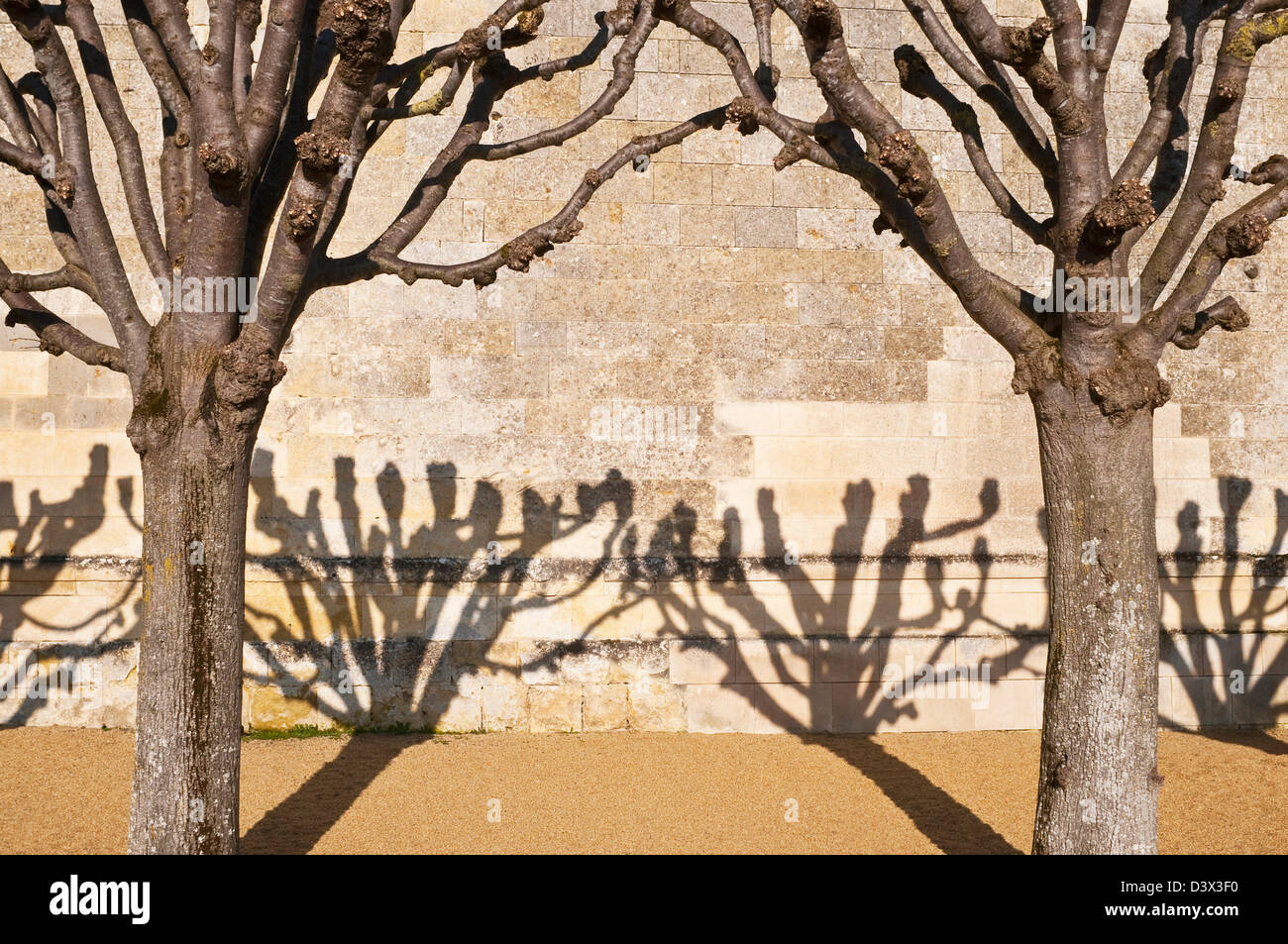 Pollarded Lime / Tilleul trees and shadows on wall - France Stock Photo ...