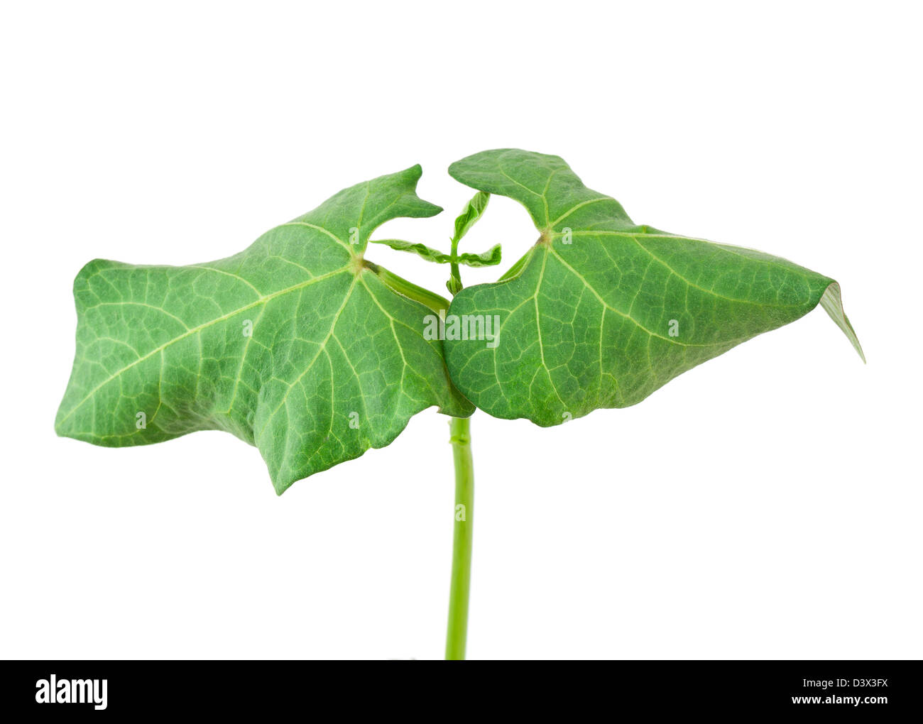Small beans plant isolated on white Stock Photo - Alamy