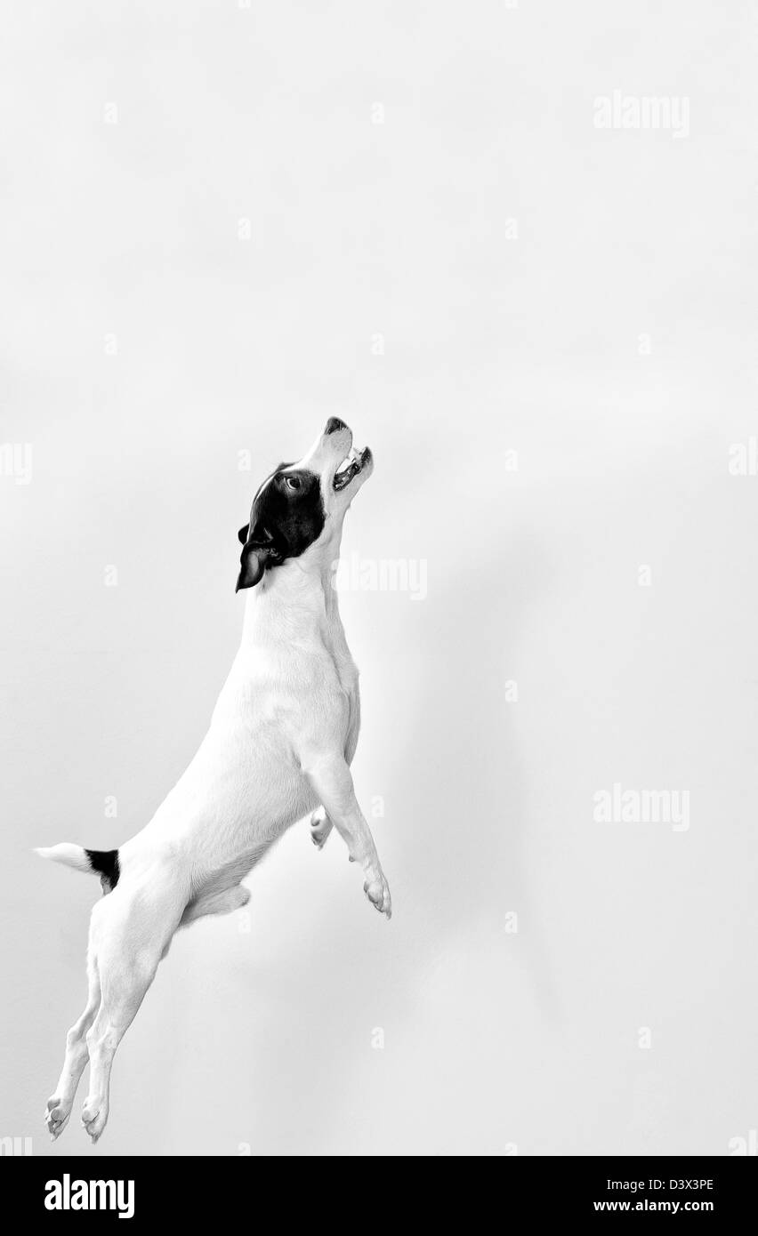 Full-length jack russell terrier in jump.Black and white Stock Photo ...