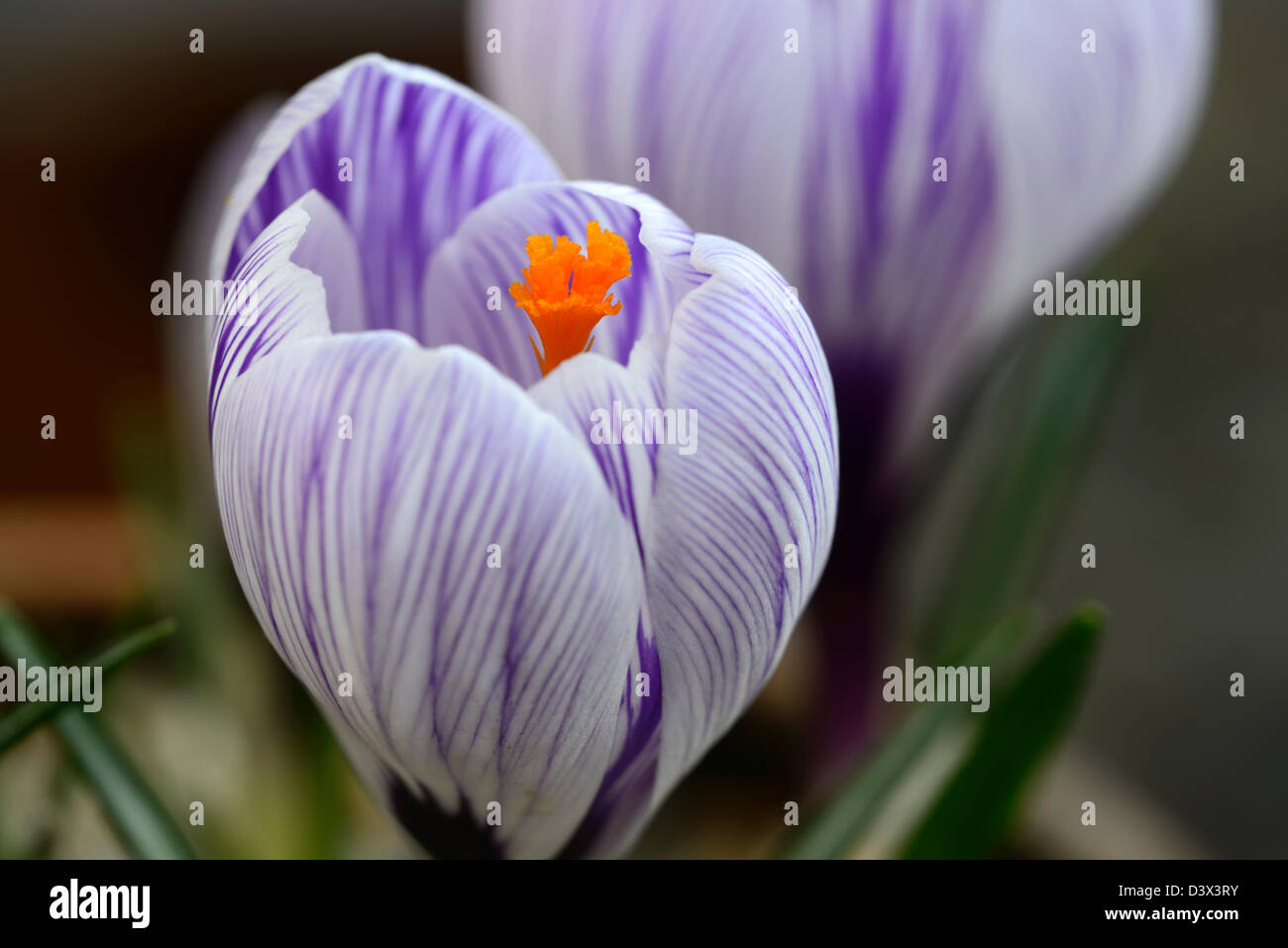 crocus vernus pickwick spring closeup selective focus plant portraits ...