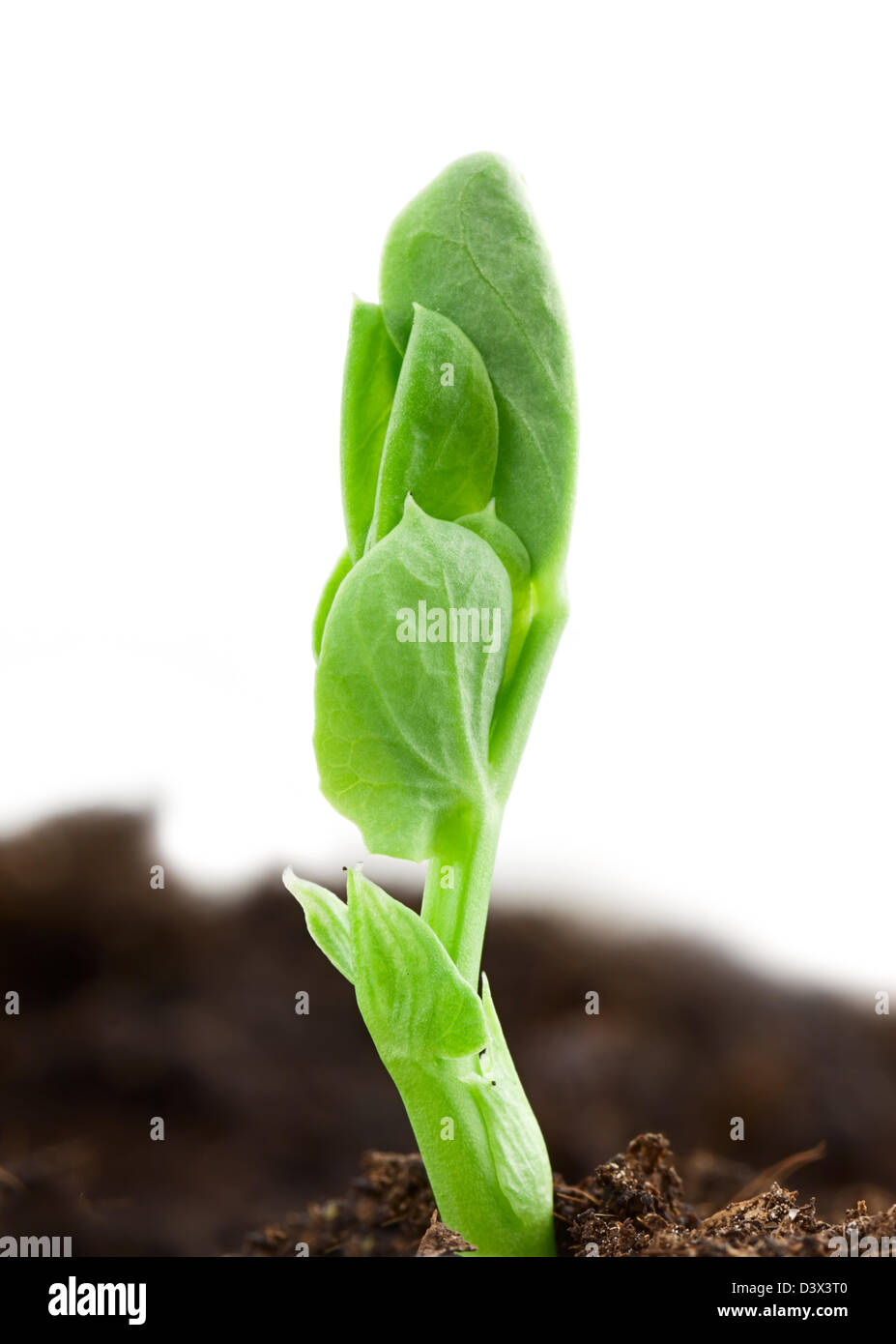 Small pea plant Stock Photo - Alamy