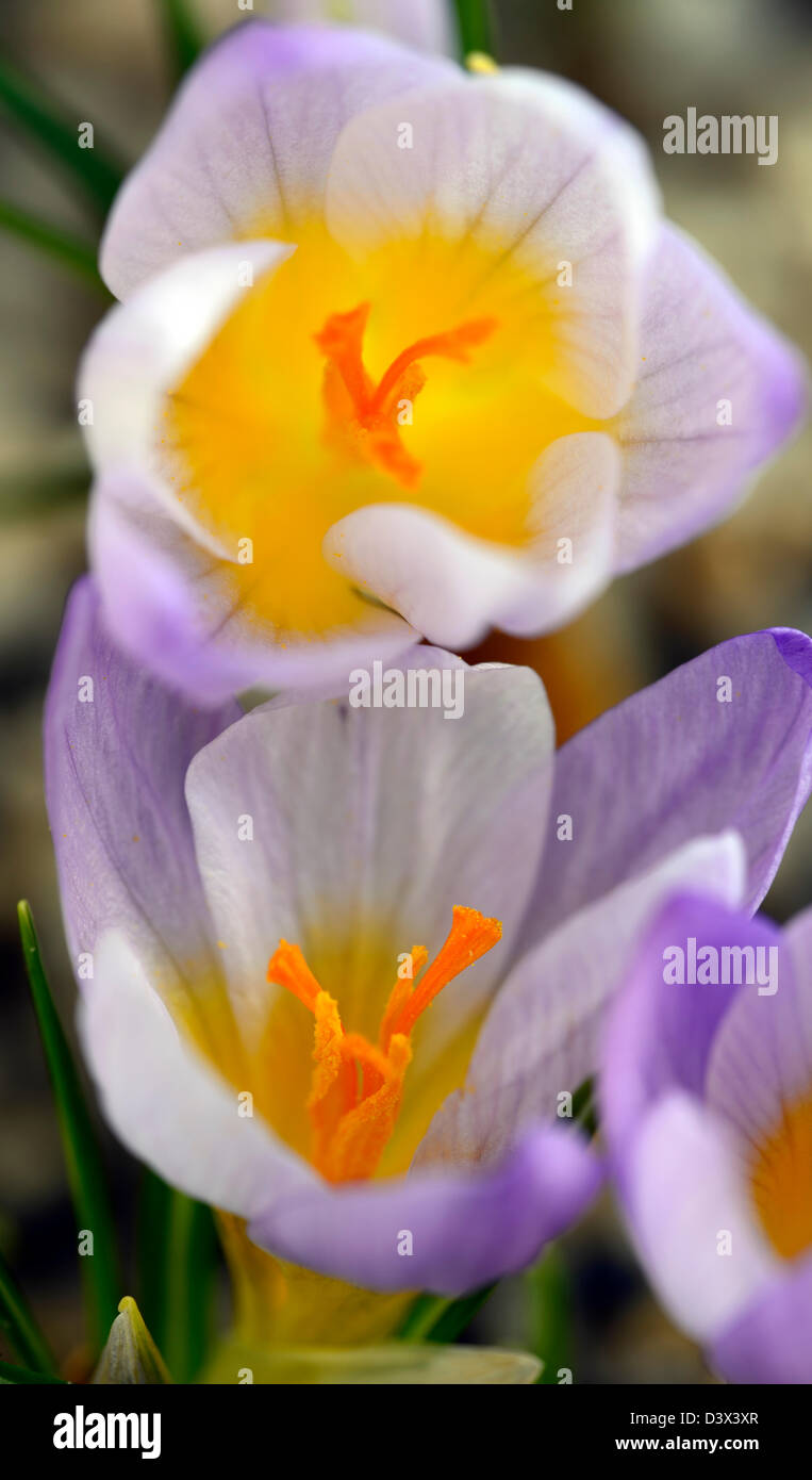 Crocus sieberi subsp atticus 'firefly' hi-res stock photography and ...