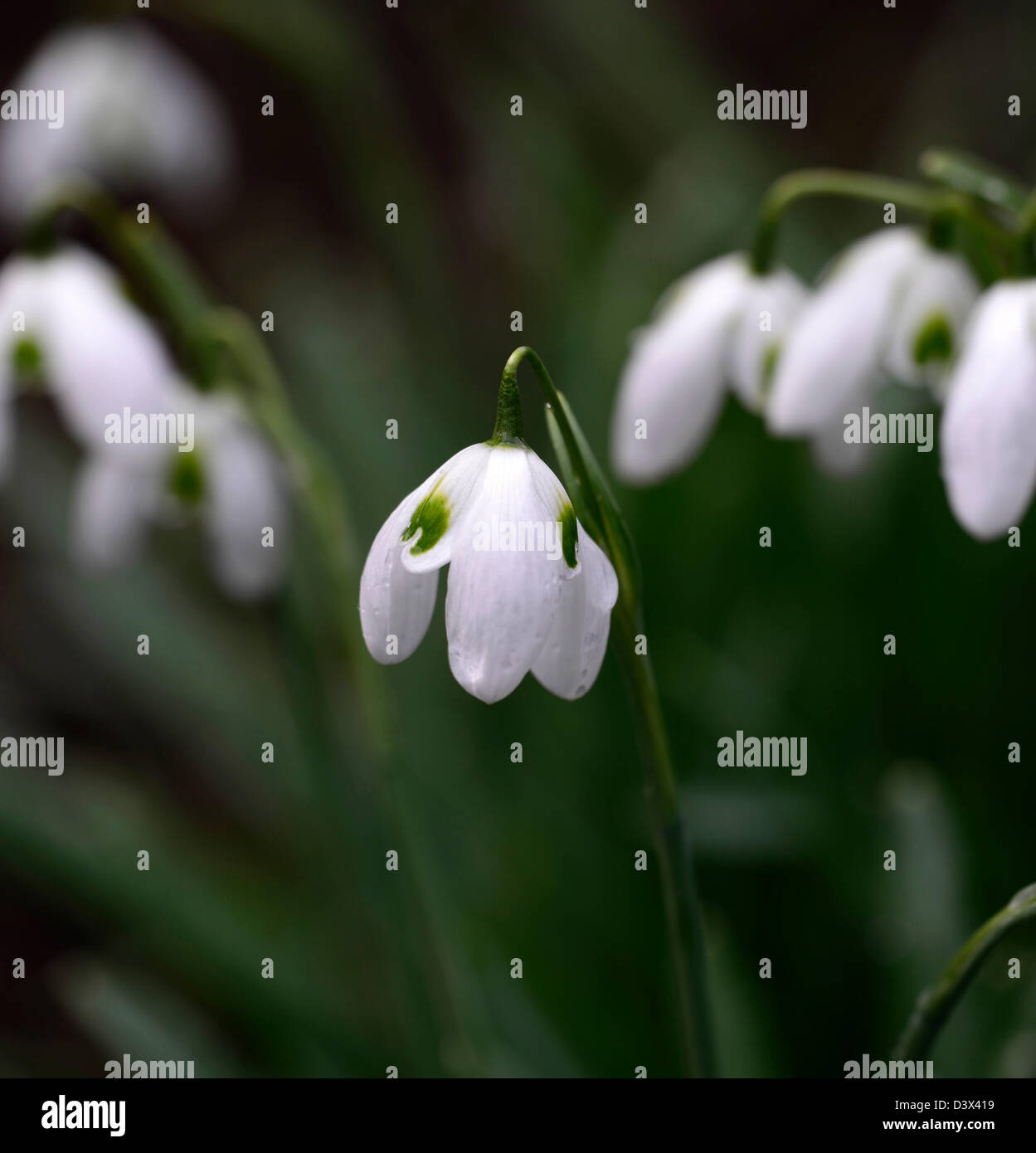 galanthus ophelia snowdrop snowdrops winter closeup plant portraits ...