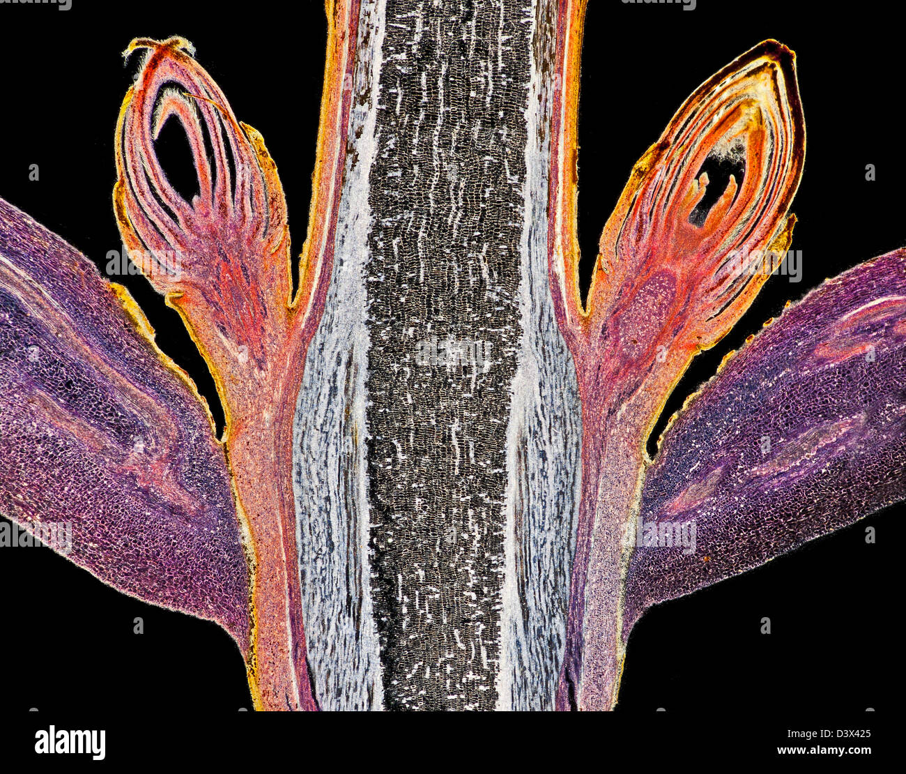 Stained microscope slide hi-res stock photography and images - Alamy