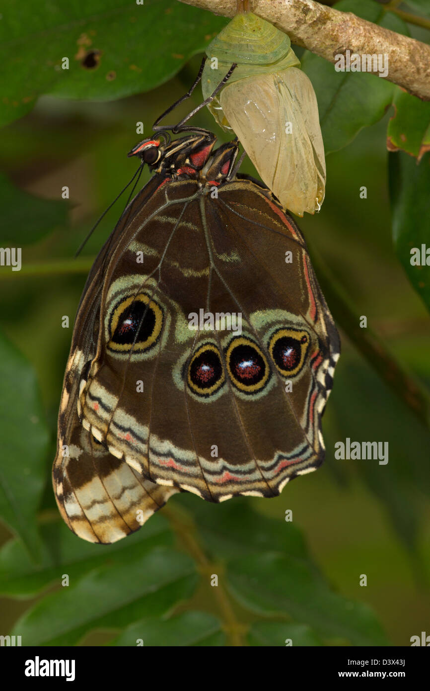Blue morpho chrysalis hi-res stock photography and images - Alamy