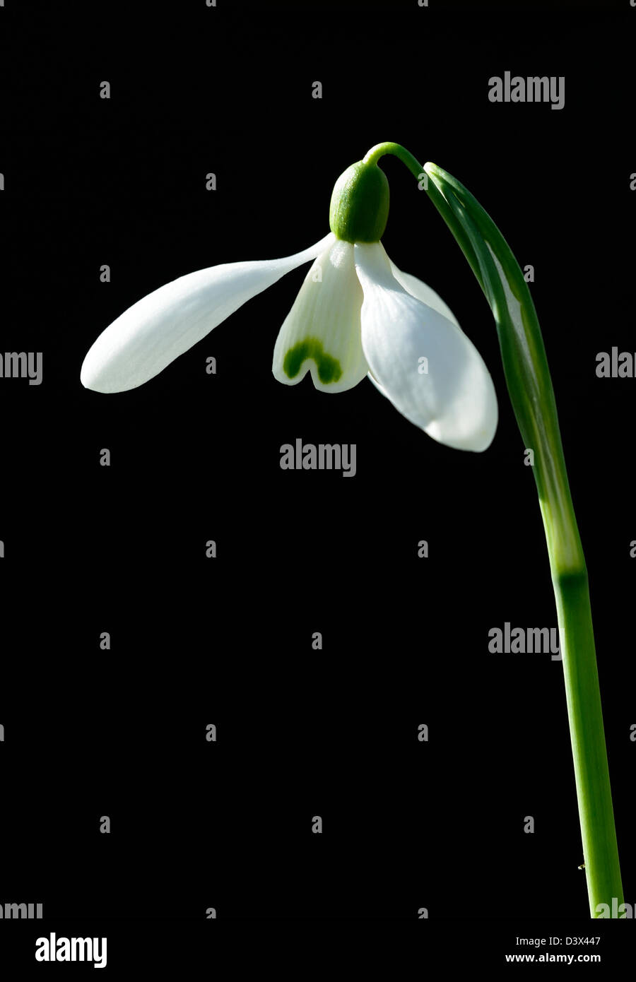 Galanthus bortkewitschianus hi-res stock photography and images - Alamy