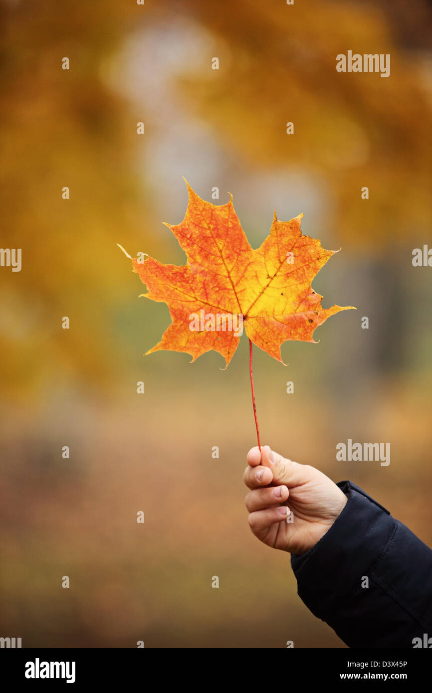 Palm maple hi-res stock photography and images - Alamy