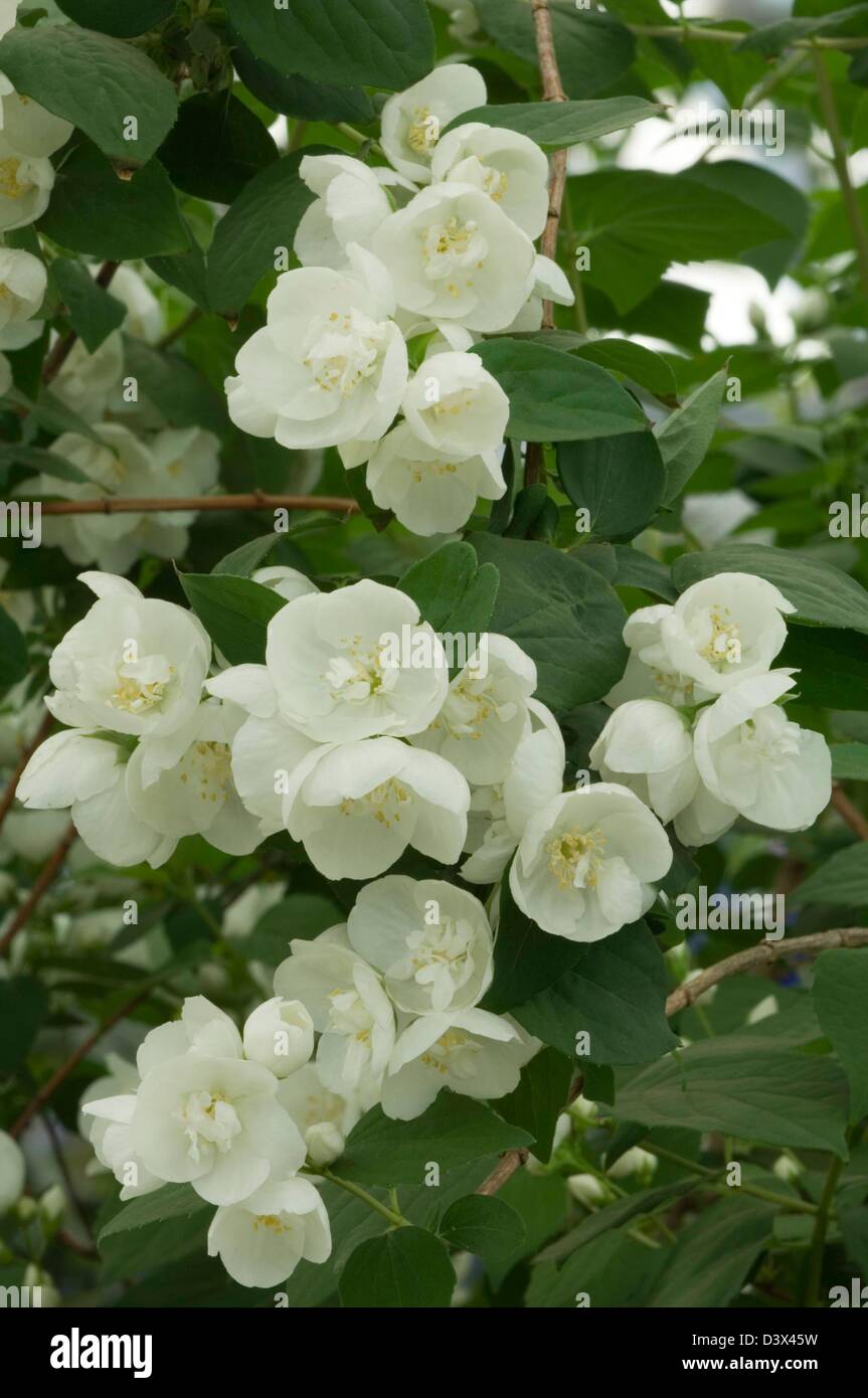 Virginal High Resolution Stock Photography and Images - Alamy