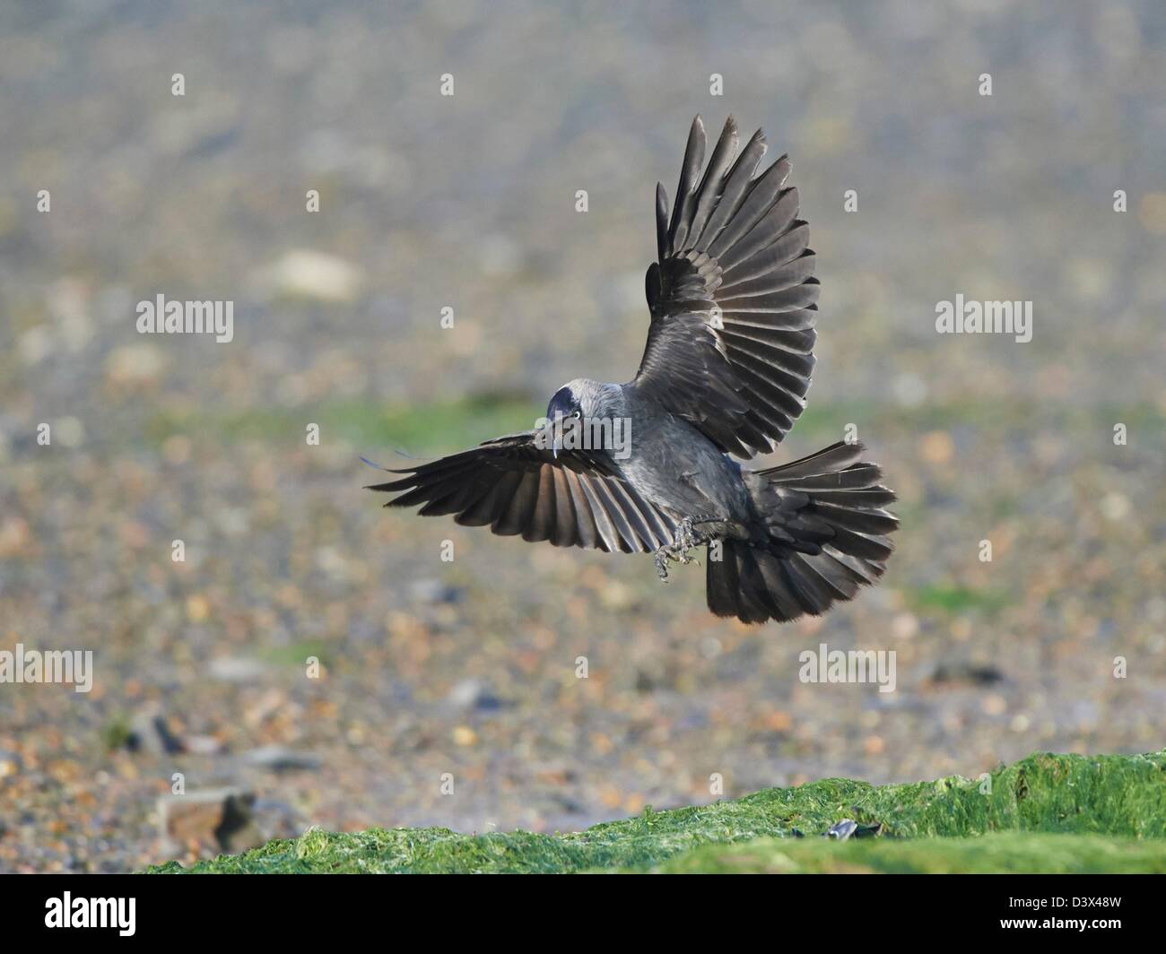 Jackdaw in flight Stock Photo - Alamy