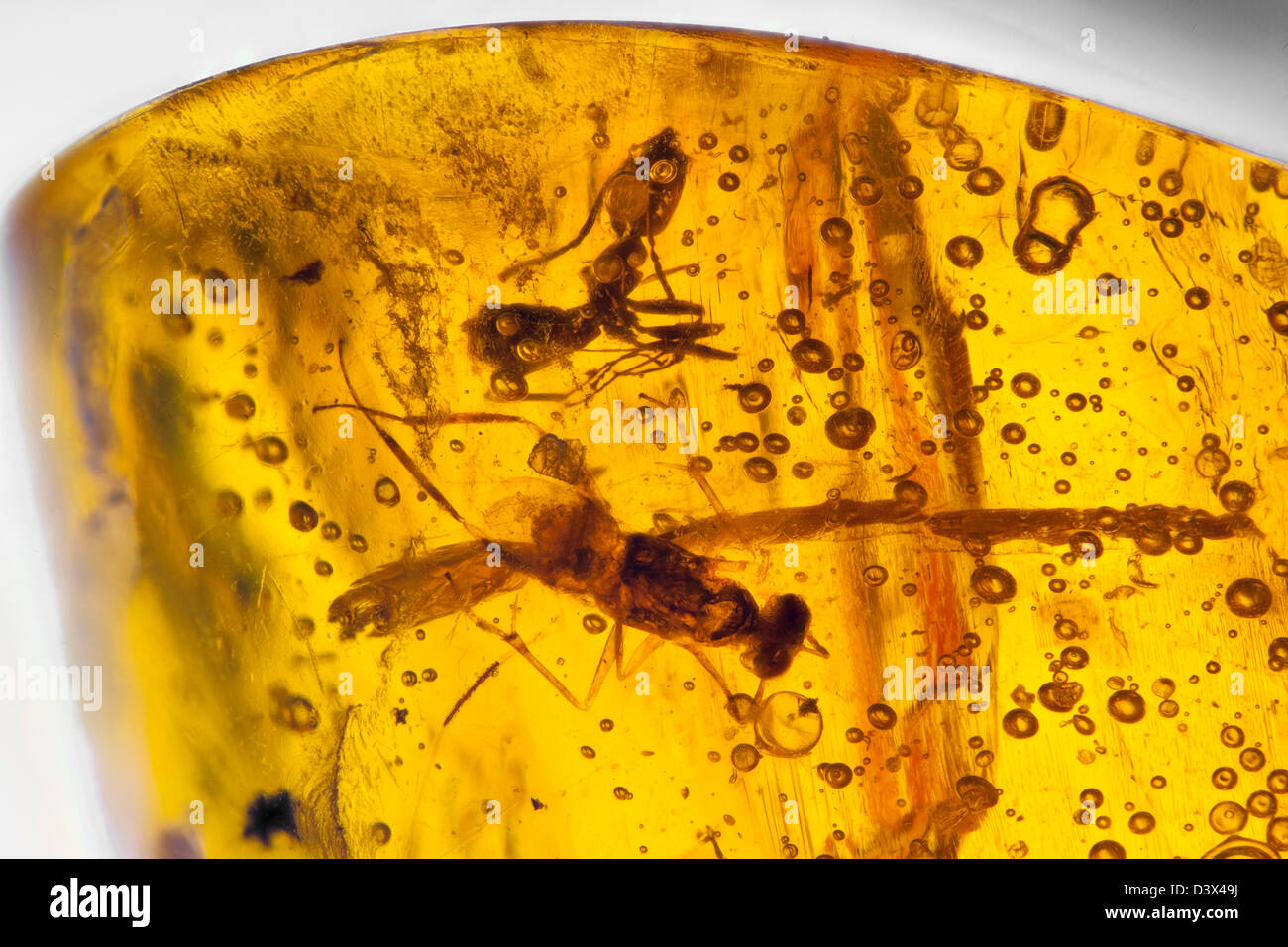 Miocene amber insects hi-res stock photography and images - Alamy