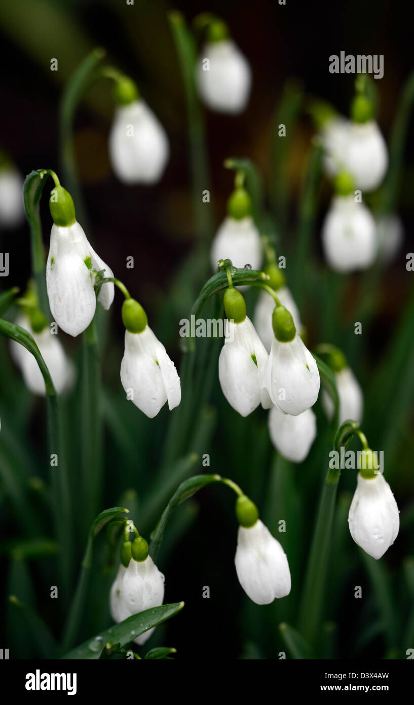 Winifrede hi-res stock photography and images - Alamy