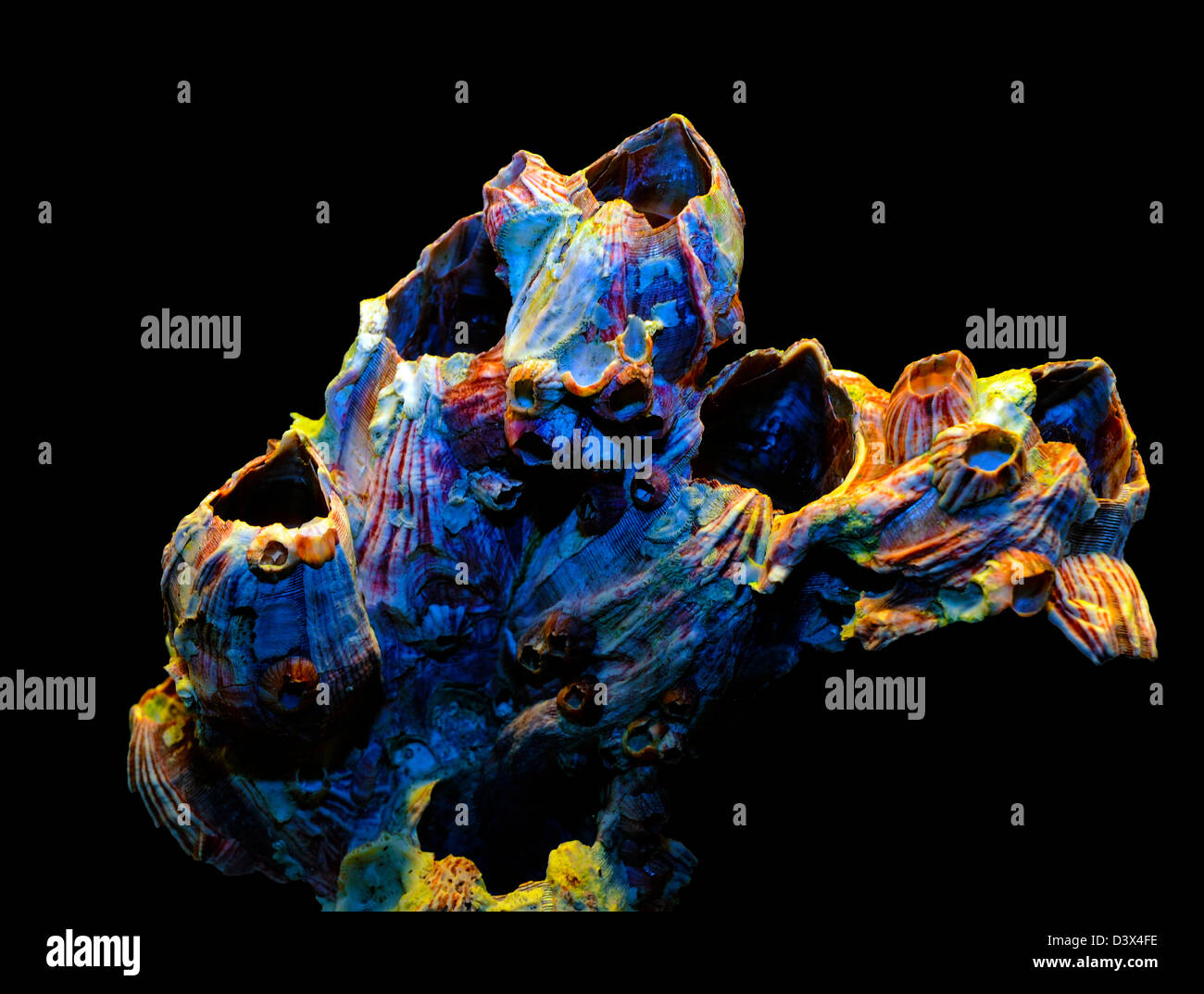 Coral and shells hi-res stock photography and images - Alamy