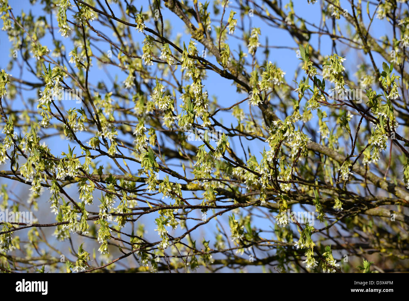 Oemleria cerasiformis flowers early spring syn Osoberry Indian Plum ...