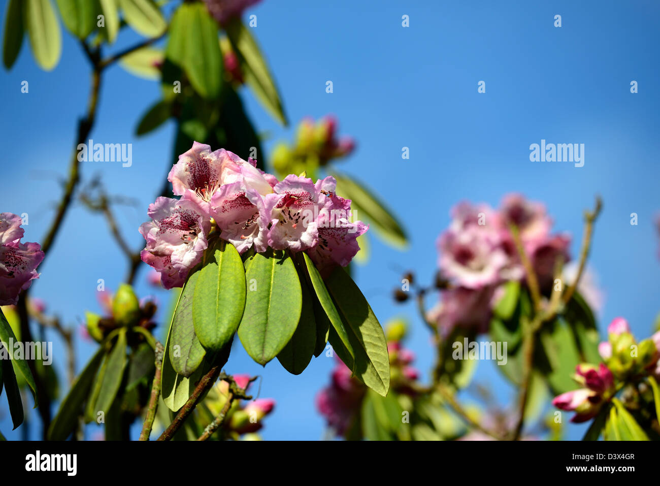 Mature spring flowers hi-res stock photography and images - Alamy