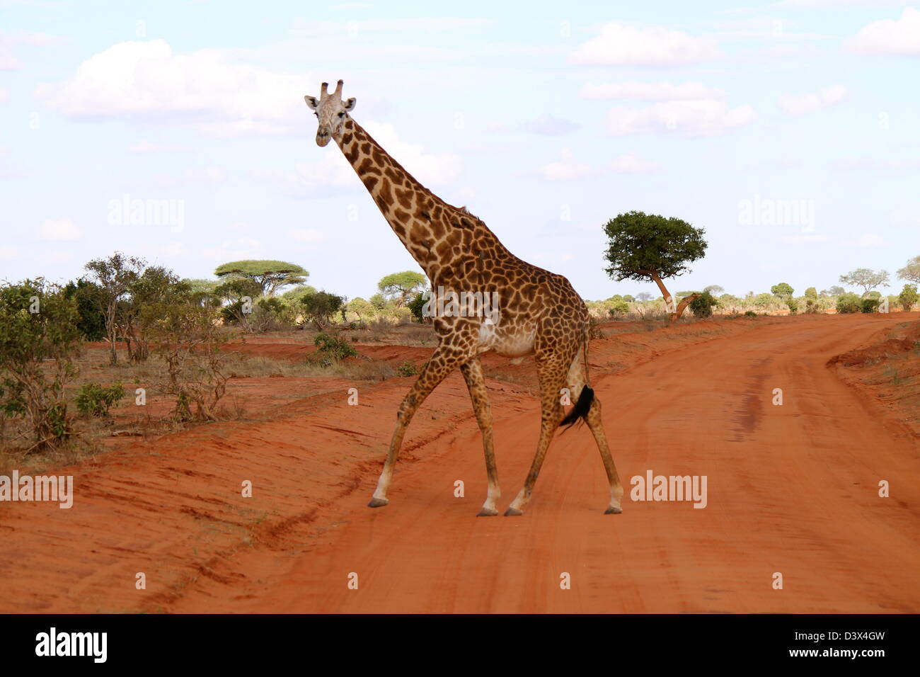 Kenya red cross hi-res stock photography and images - Alamy