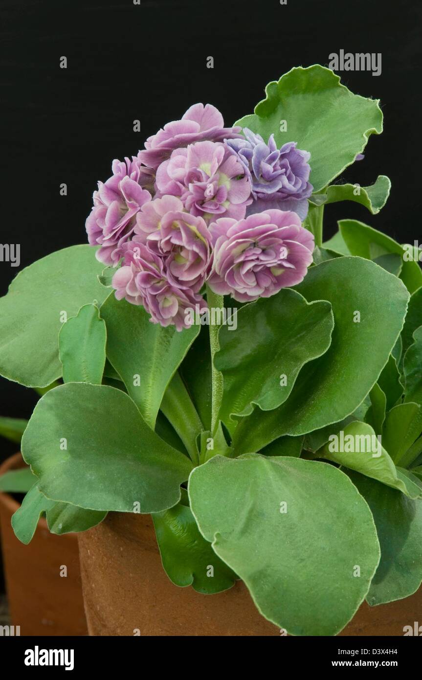 PRIMULA AURICULA "SUSANNAH Stock Photo - Alamy