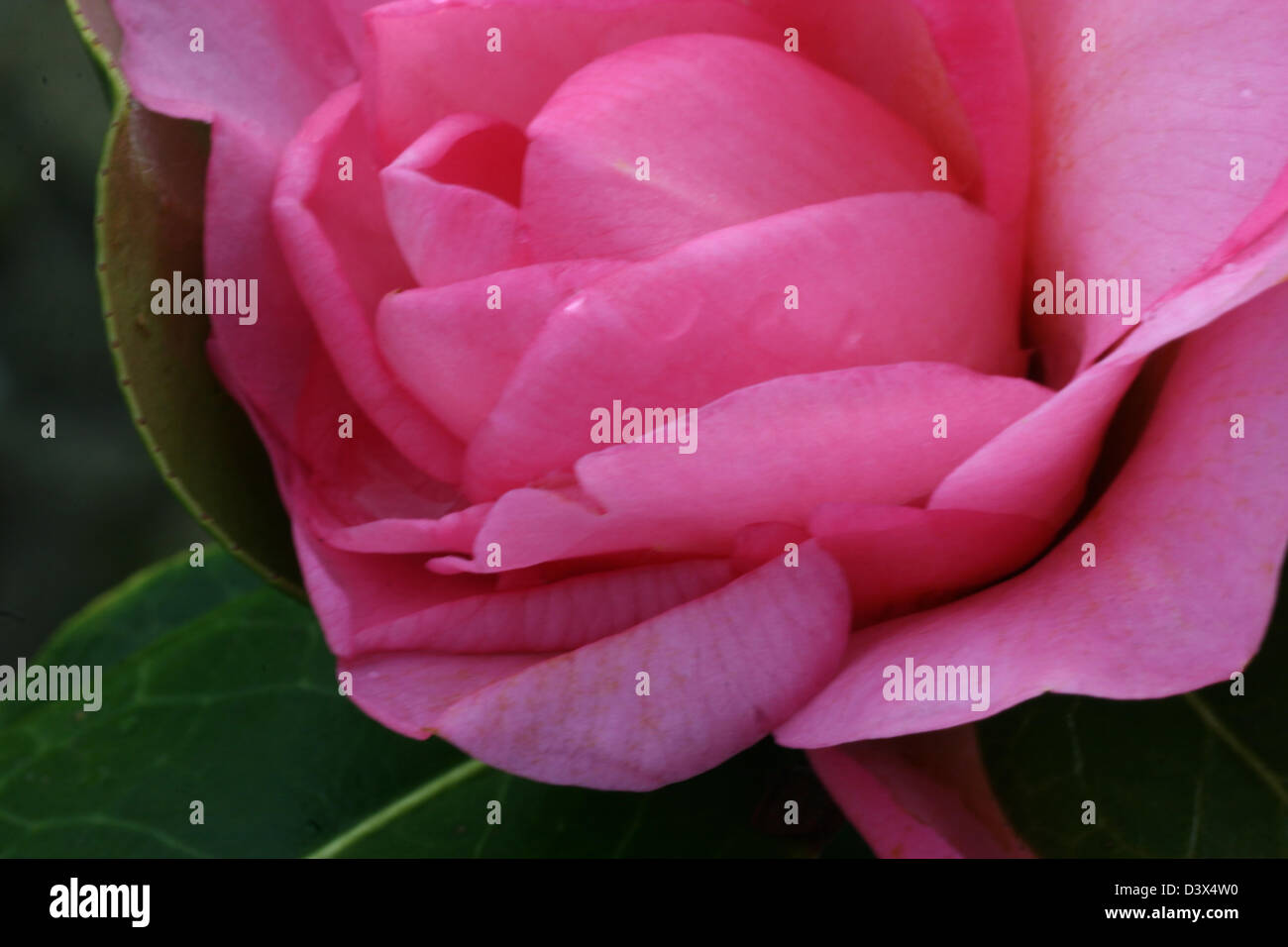 Camellia in Pink Stock Photo - Alamy