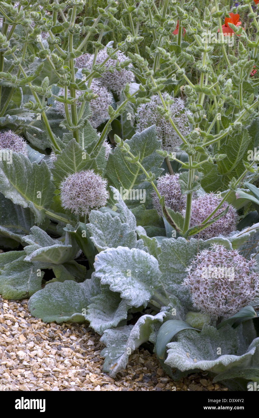 Border edge plant hi-res stock photography and images - Alamy