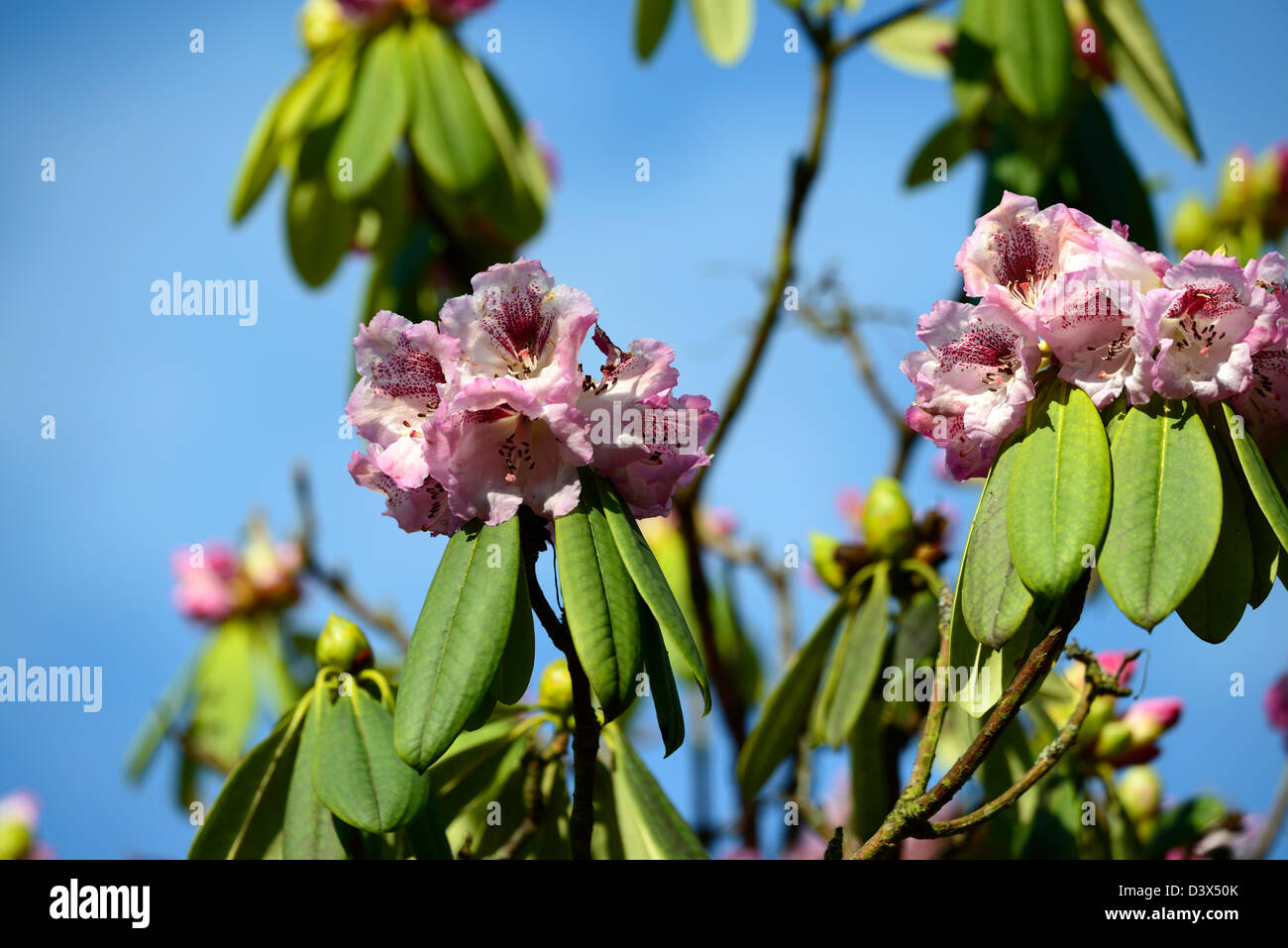 rhododendron sutchuenense spring pink flower flowers bloom blossom ...