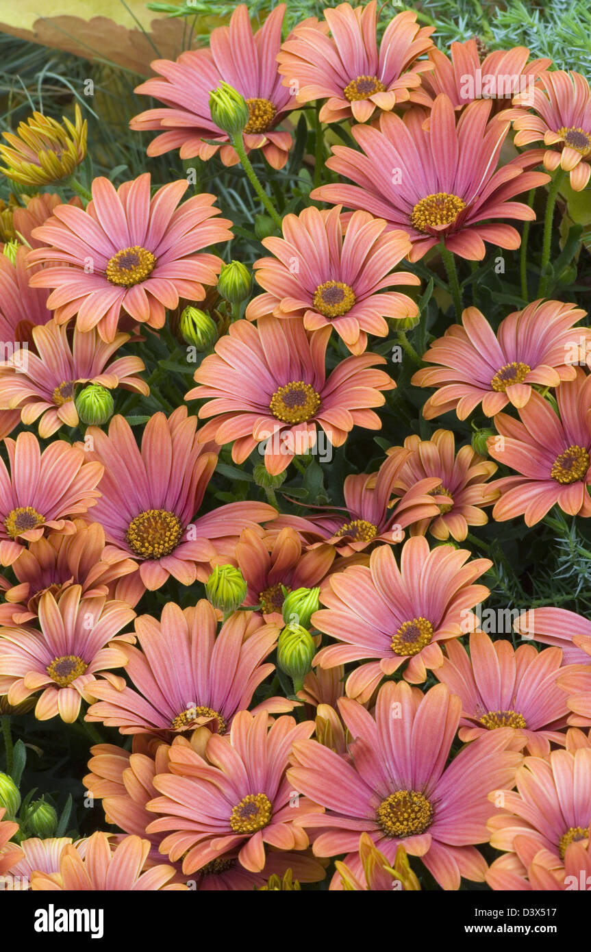 Sheila plant hi-res stock photography and images - Alamy