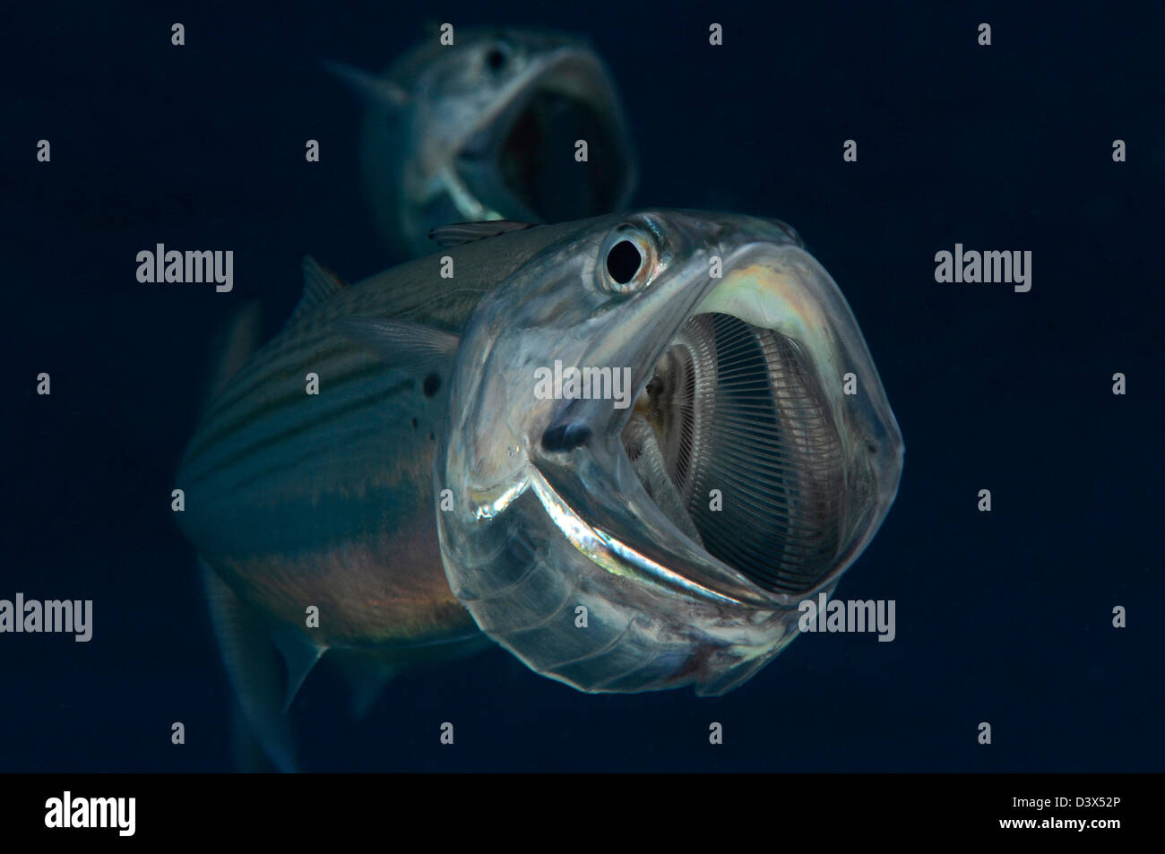 Rastrelliger fishes hi-res stock photography and images - Alamy