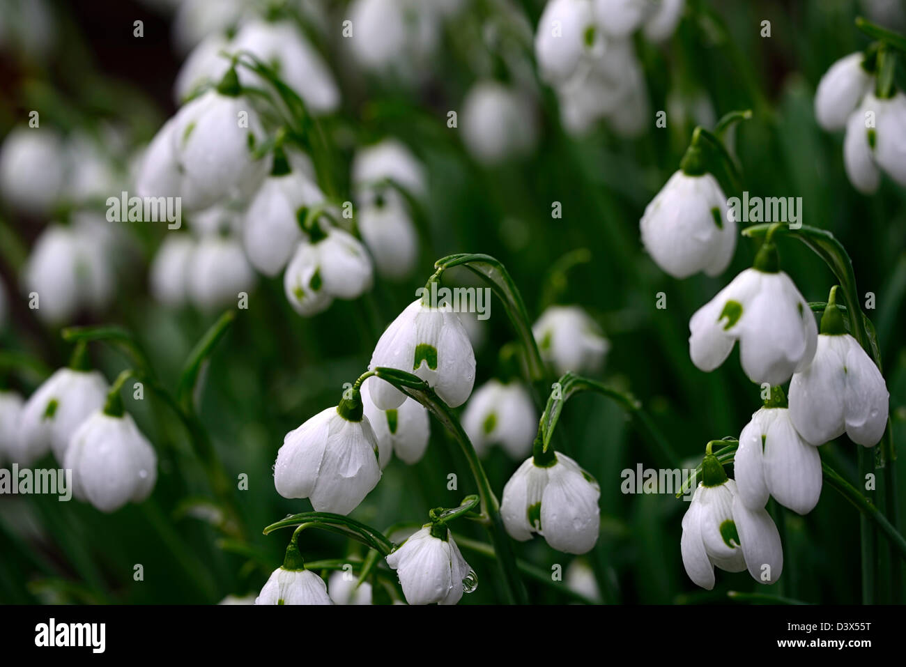 Hippolyta hi-res stock photography and images - Alamy