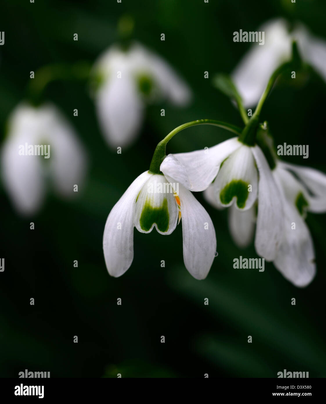 galanthus lavinia snowdrop snowdrops winter closeup plant portraits ...