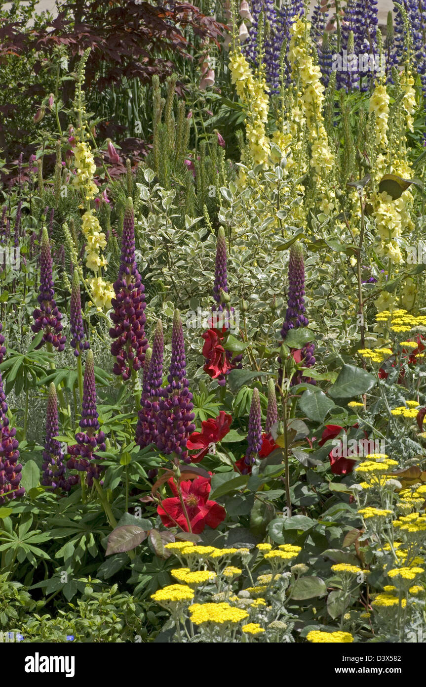 Perennial border Lupins Verbascum Achillea Rose silver-gilt medal ...