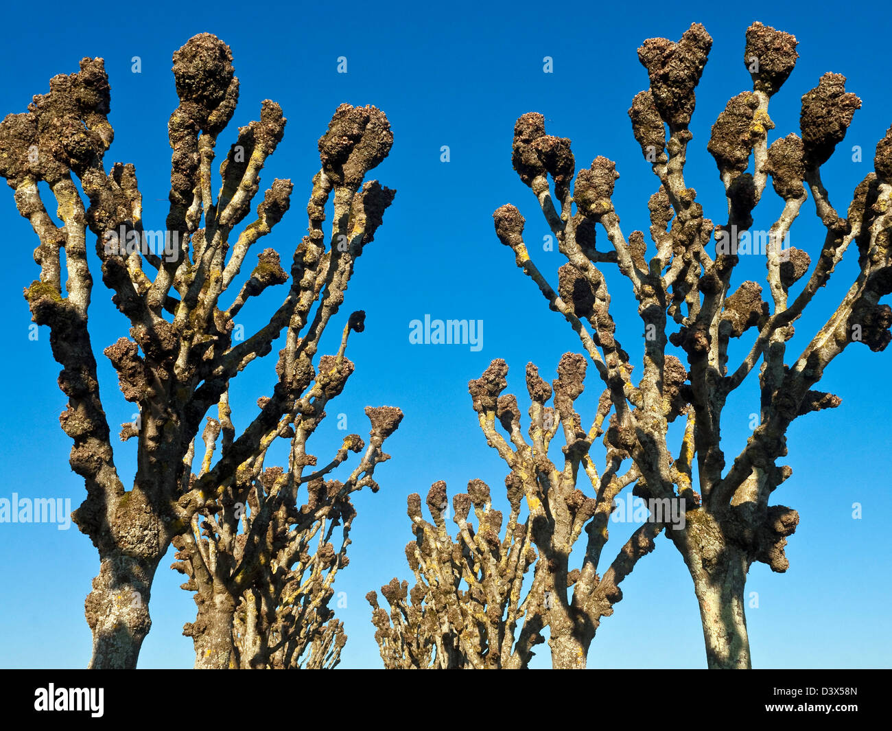 Pollarded Lime / Tilleul trees - France Stock Photo - Alamy