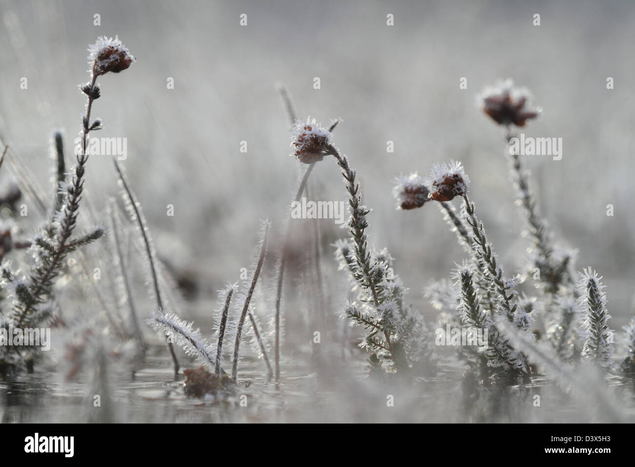 A small winter landscape - Cross-leaved Heath (Erica tetralix) and hoar ...