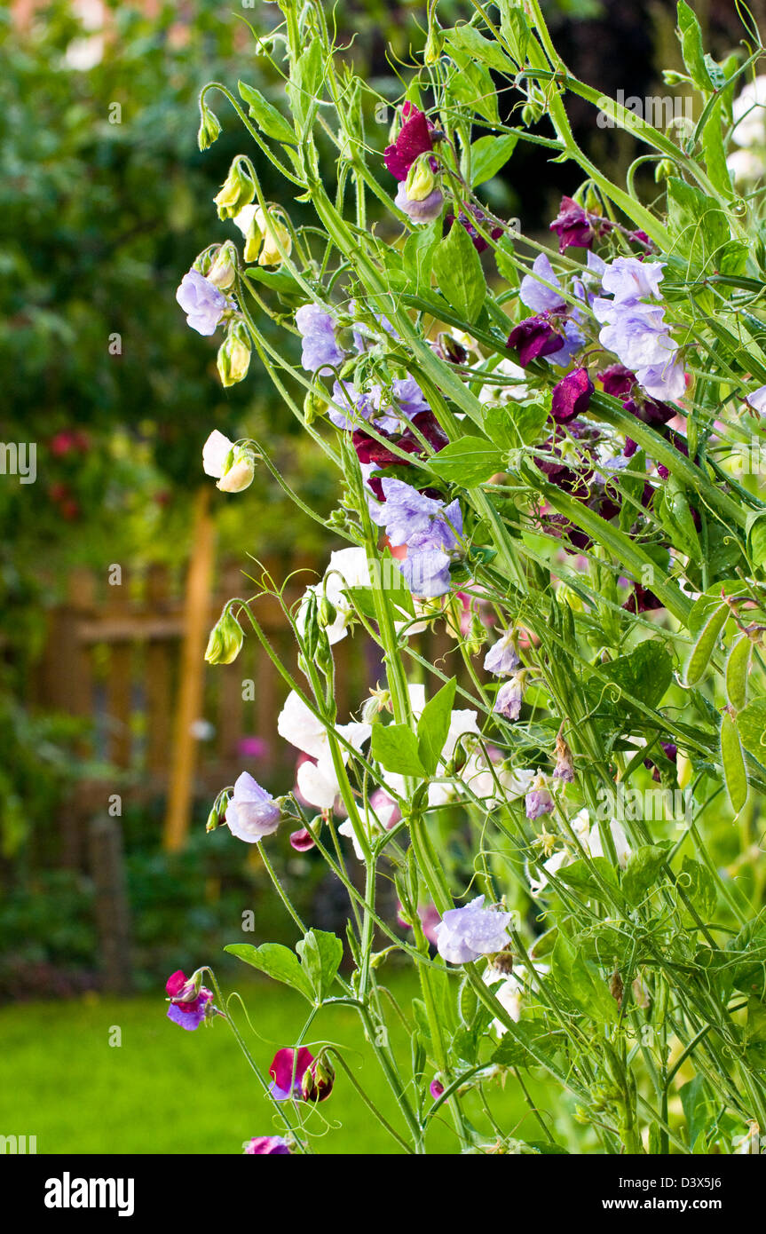 Sweet peas hi-res stock photography and images - Alamy