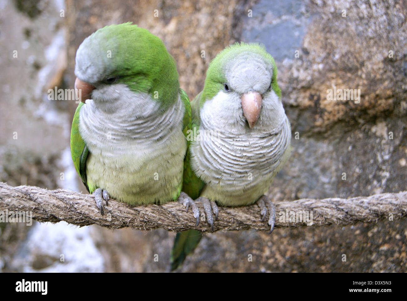 A passionate couple Caturritas snuggle affectionately resting on a rope ...