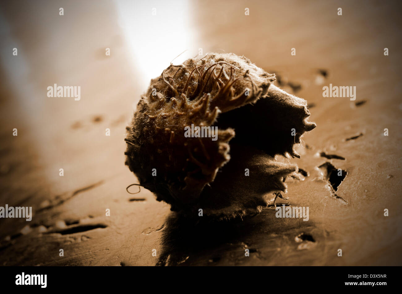 Beech mast hi-res stock photography and images - Alamy