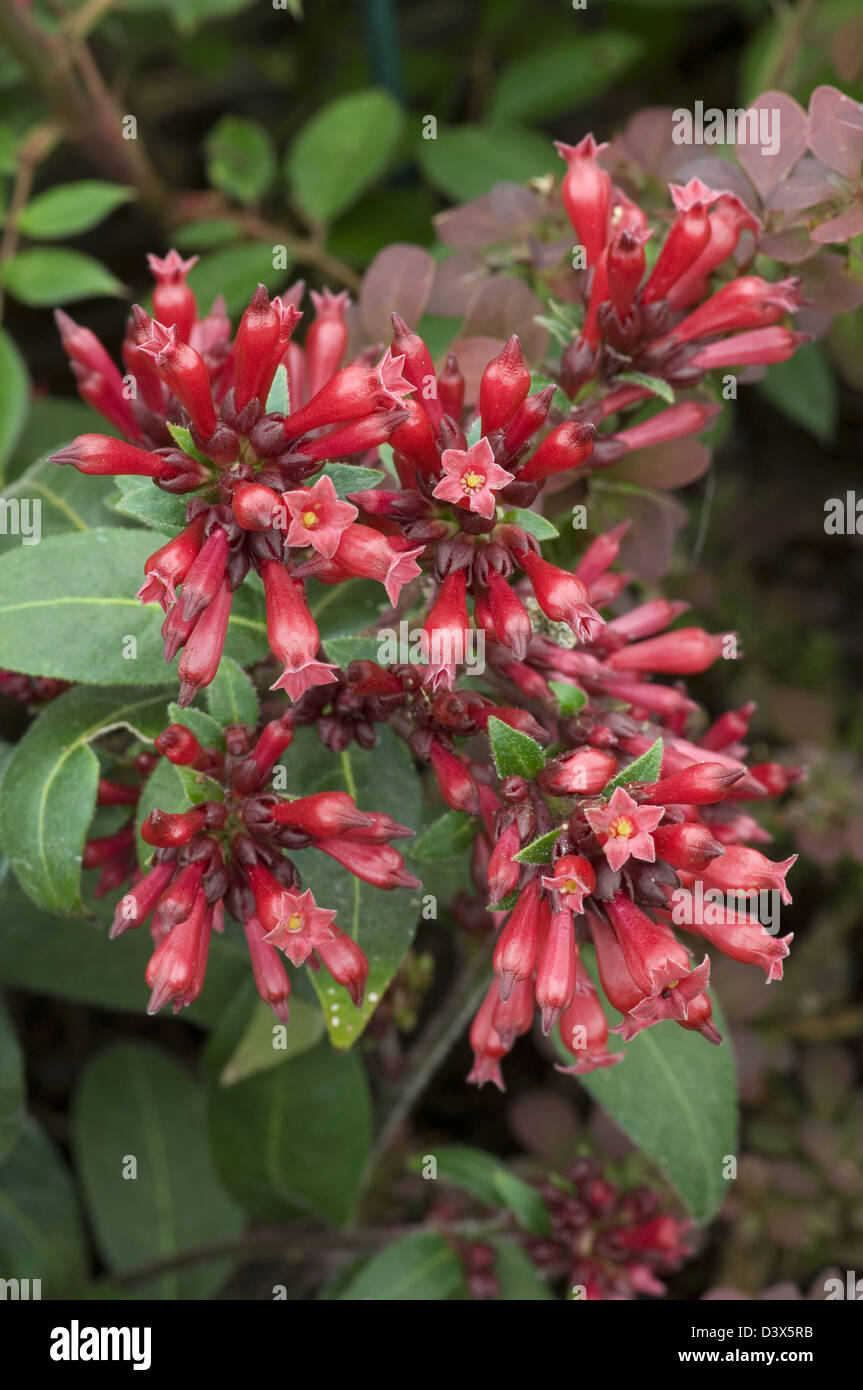 Red cestrum hi-res stock photography and images - Alamy