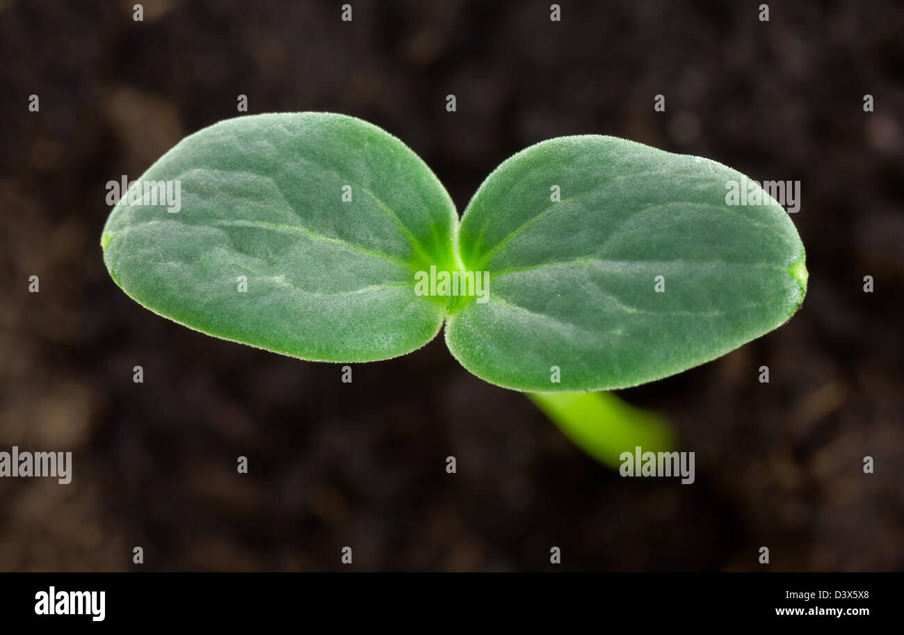 Small watermelon plant Stock Photo - Alamy