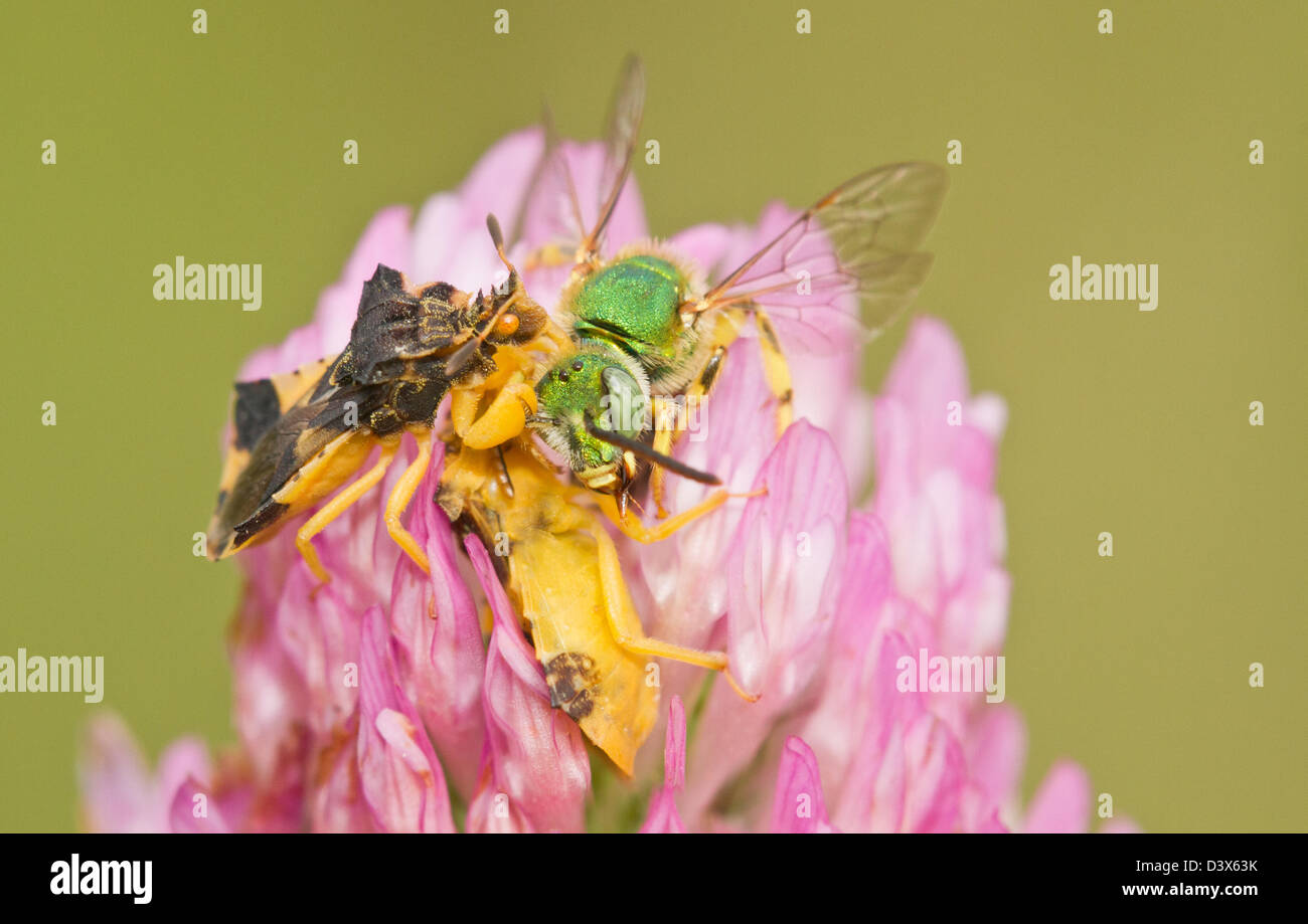 Jagged Ambush Bugs (Phymata erosa) male and female eating a Virescent ...