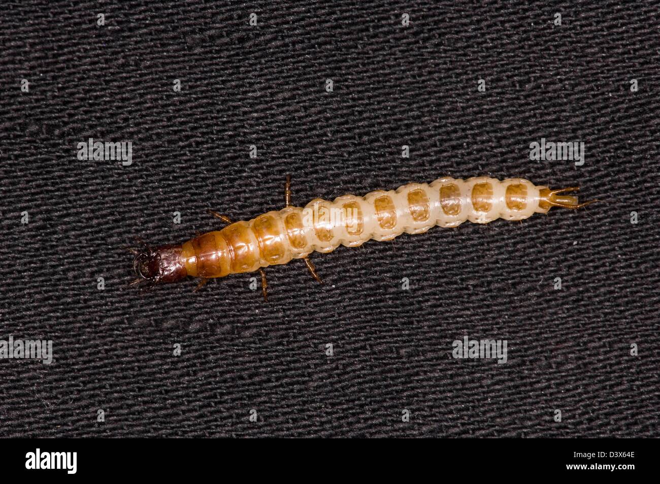 CHRYSOPA SP. Lacewing larva Stock Photo - Alamy