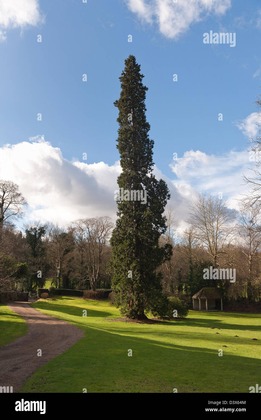 Single tall Wellingtonia tree or sequoia big tree growing in an open ...