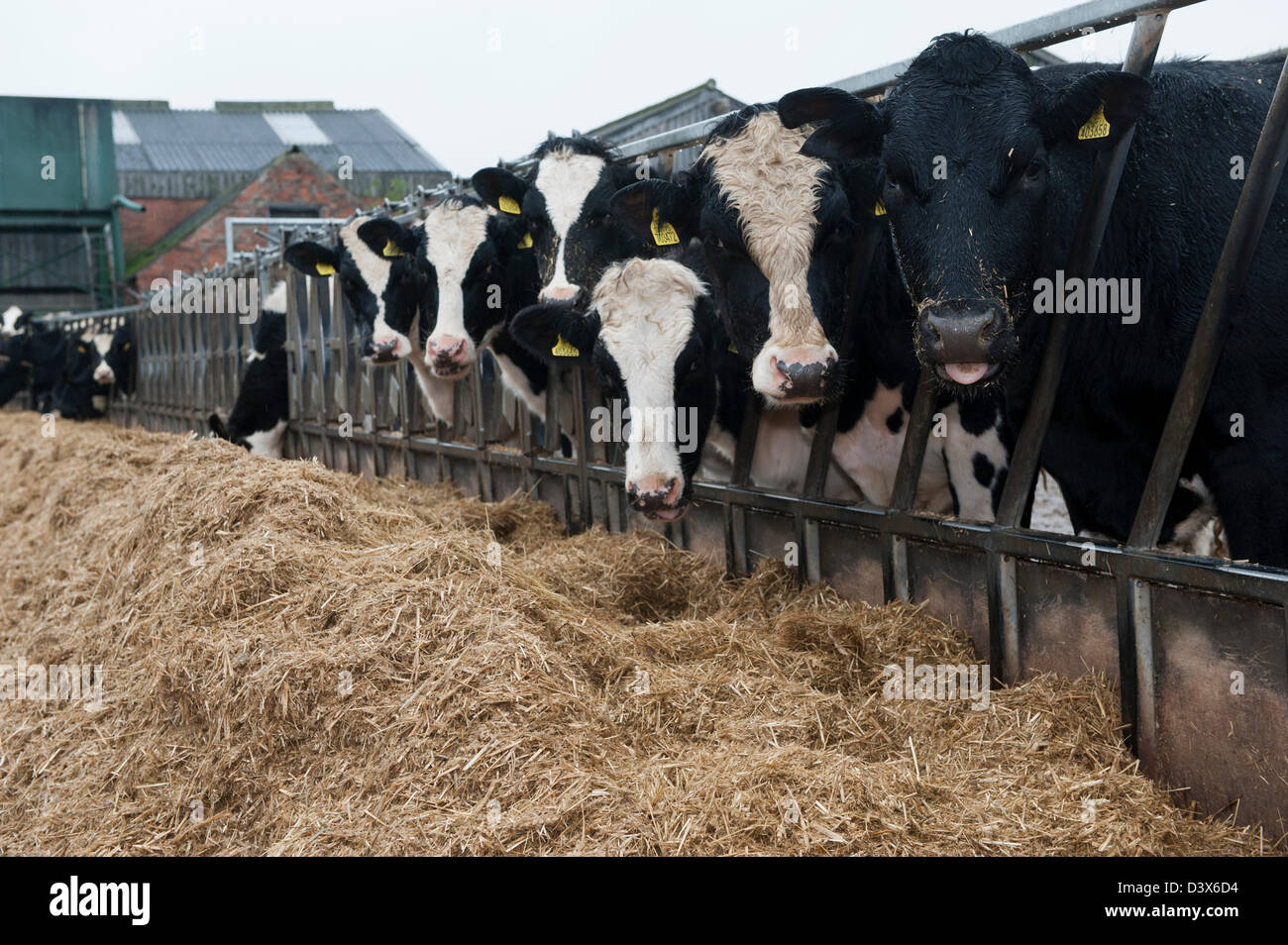 Dairy heifers eating a mixed silage ration through feed barrier in an ...