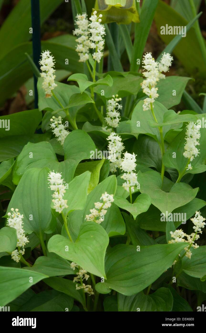 MAIANTHEMUM BIFOLIUM Date: 31.07.2008 Ref: ZB907 117473 0038 COMPULSORY ...