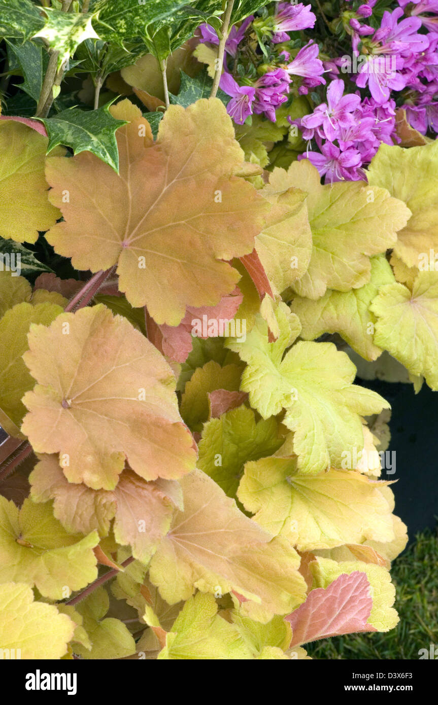 Heuchera caramel hi-res stock photography and images - Alamy