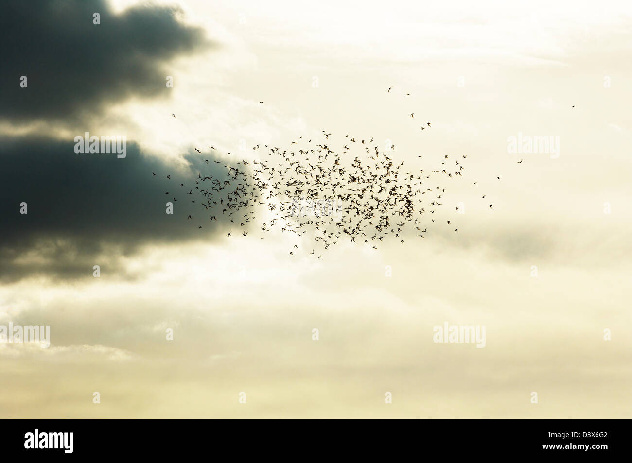 wrinkled lipped bats at dusk Stock Photo - Alamy