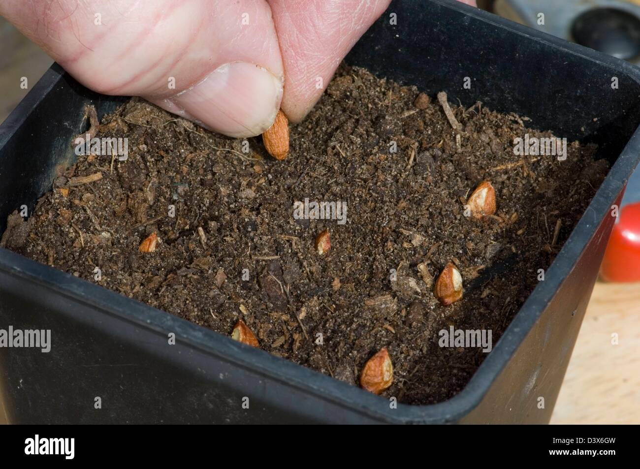AZADIRACHTA INDICA Neem seeds being planted Stock Photo - Alamy