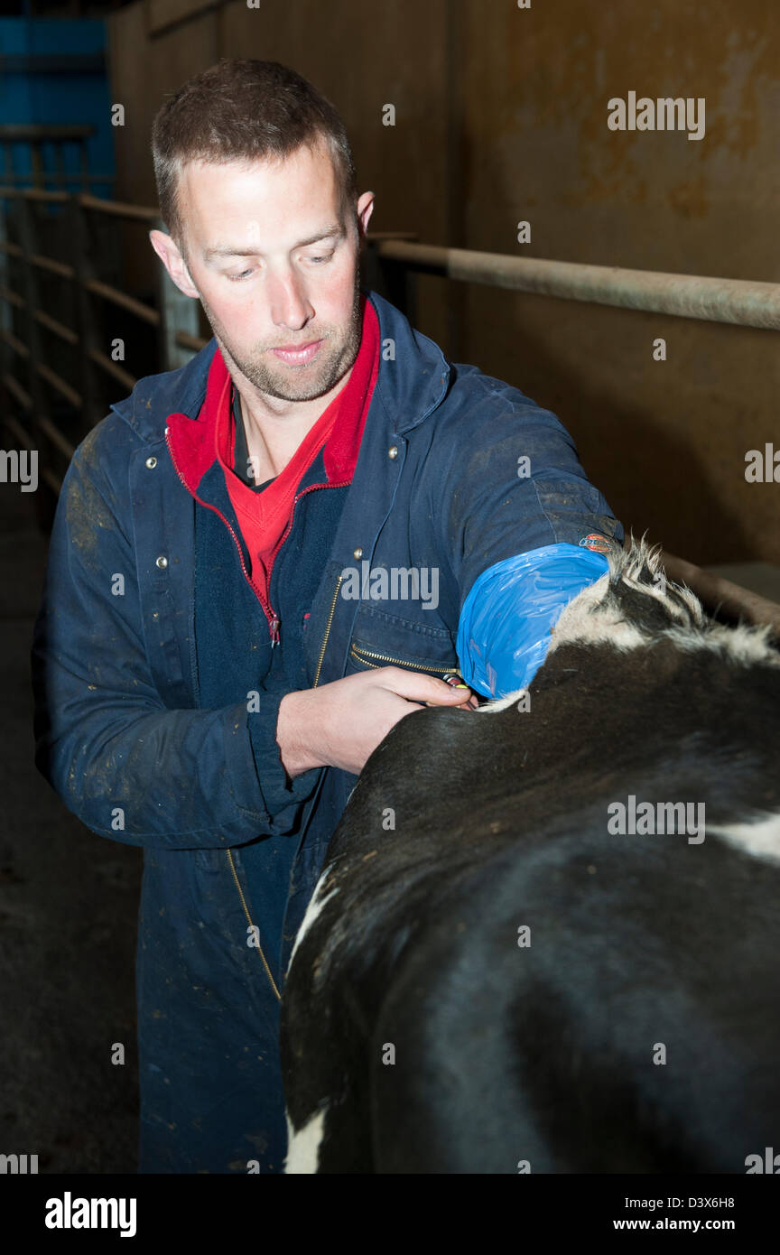 Farmer artificially inseminating a dairy cow Stock Photo - Alamy
