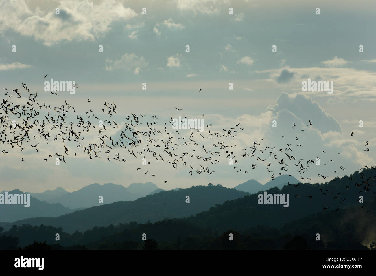 wrinkled lipped bats at dusk Stock Photo - Alamy