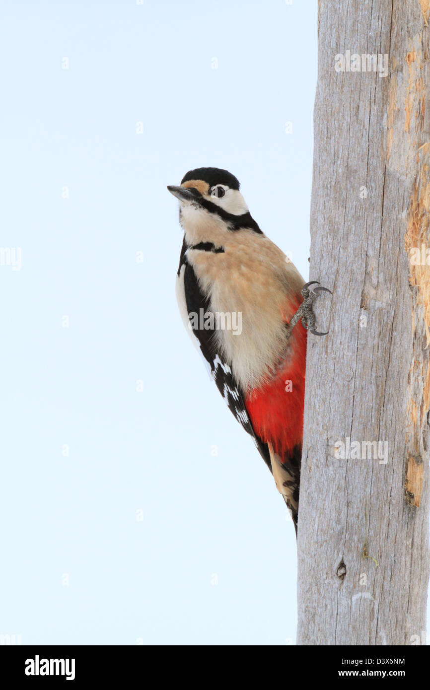 Great Spotted Woodpecker (Dendrocopos major). Photographed in ...