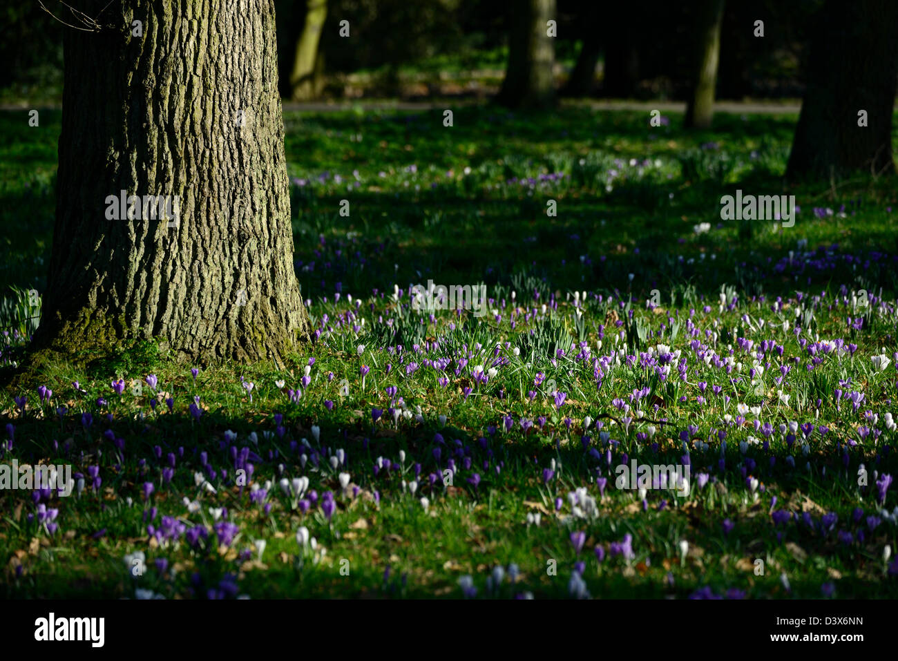 Underplanting tree hi-res stock photography and images - Alamy