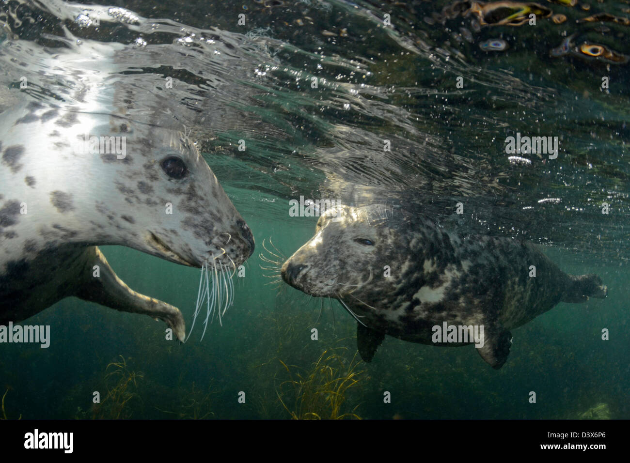 Atlantic grey seals underwater hi-res stock photography and images - Alamy