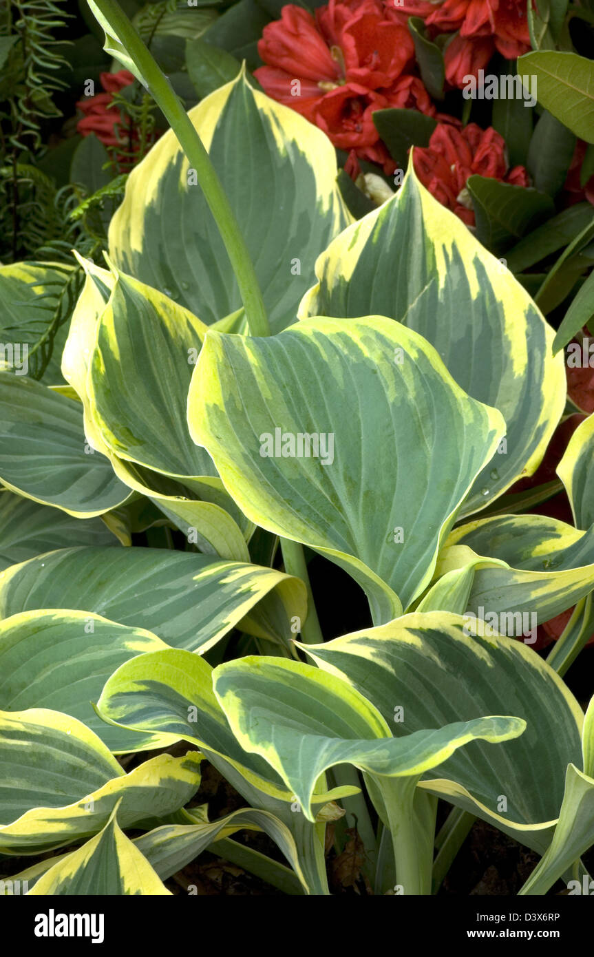Plant breeders rights hi-res stock photography and images - Alamy
