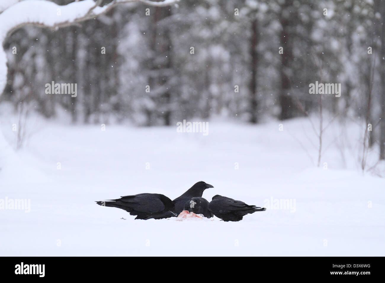 Common Raven (Corvus corax) feeding on carrion in the snow ...